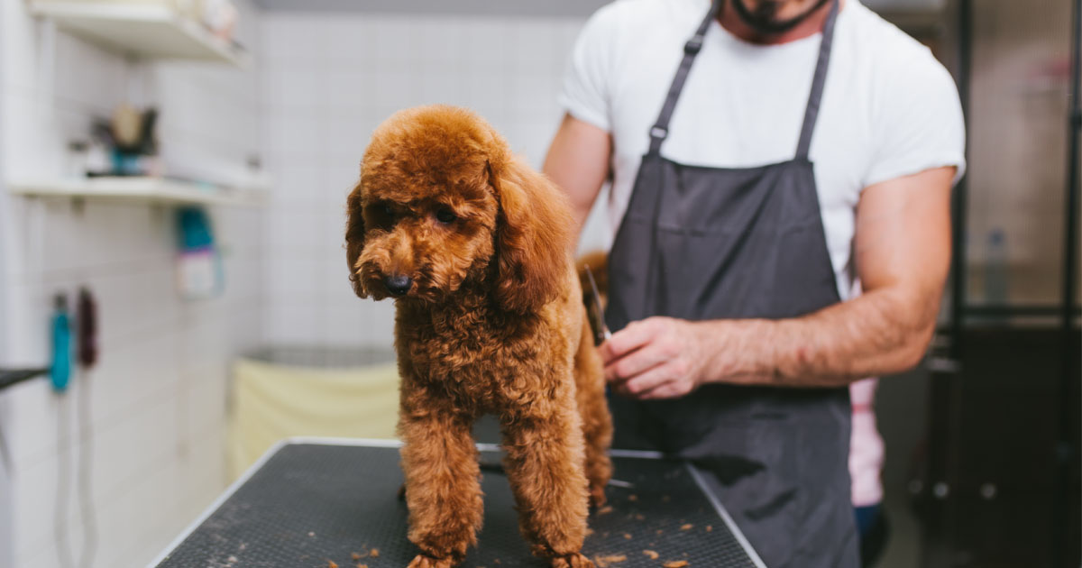 Hundefriseure in der Nähe – Dogorama App