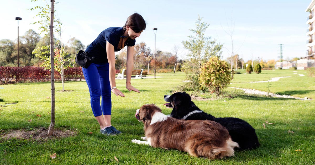 Animal Wellbeing Centre – dog trainers in W10 5AP London - Dogorama App